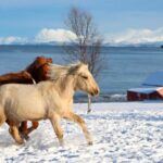 Tromsø: Lyngen Horse Stud Farm Visit - A Closer Look at the Experience