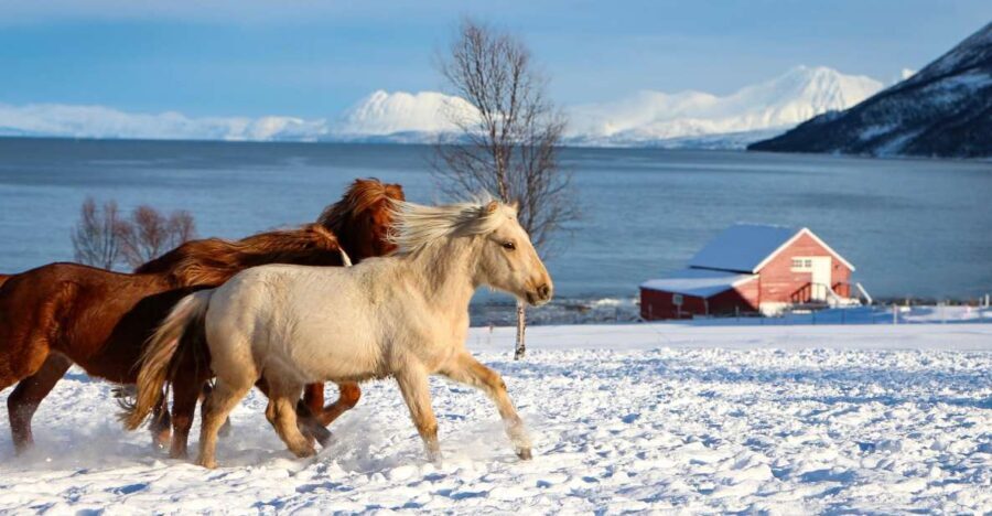 Tromsø: Lyngen Horse Stud Farm Visit - A Closer Look at the Experience