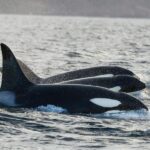 Tromsø: Orca and Whale Watching comfort heated boat Trip - The Itinerary: A Full Day of Arctic Adventure