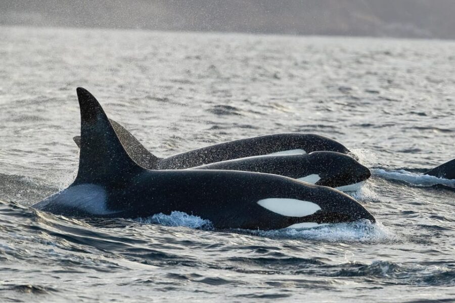 Tromsø: Orca and Whale Watching comfort heated boat Trip - The Itinerary: A Full Day of Arctic Adventure