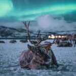Tromsø: Reindeer Feeding with Chance of Northern Lights - Transportation, Duration, and Overall Value