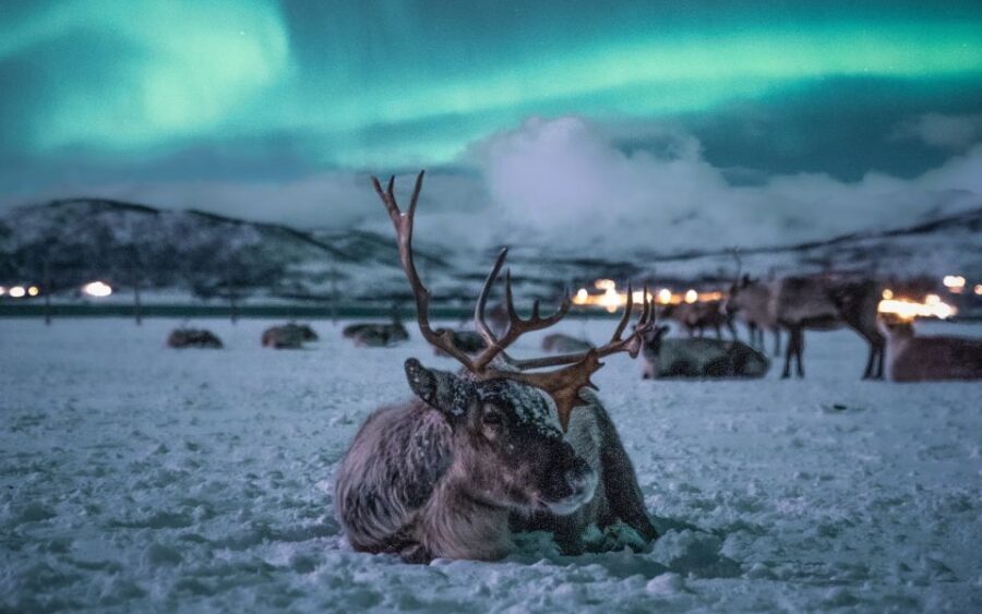 Tromsø: Reindeer Feeding with Chance of Northern Lights - Transportation, Duration, and Overall Value