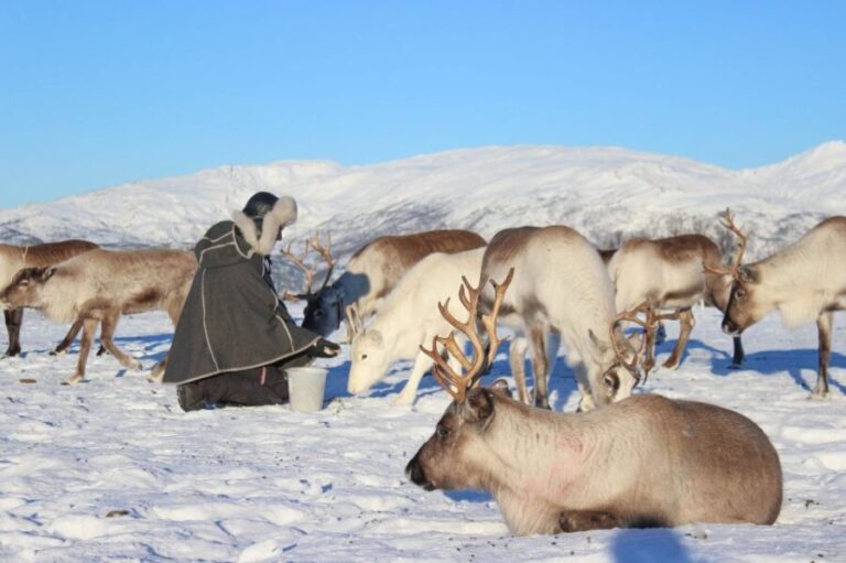 Tromsø: Reindeer Ranch and Sami Cultural Tour with Lunch - What’s Included & What to Keep in Mind