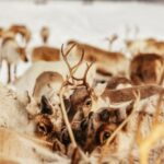 Tromsø: Reindeer Sledding & Feeding with a Sami Guide - Who Should Consider This Tour?