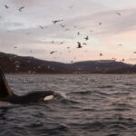 Tromsø: Skjervøy RIB Whale Watching Tour - Detailed Breakdown of the Itinerary