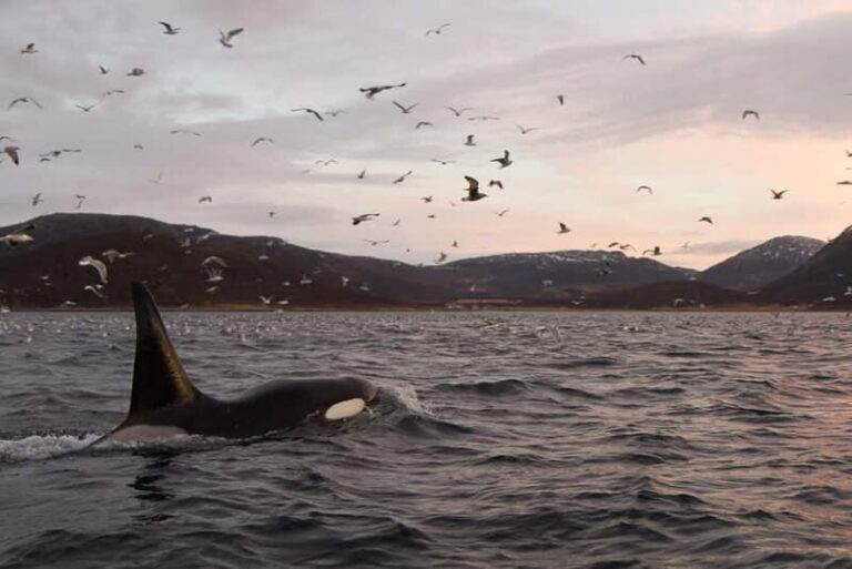 Tromsø: Skjervøy RIB Whale Watching Tour - Detailed Breakdown of the Itinerary