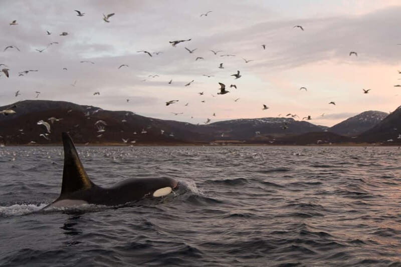 Tromsø: Skjervøy RIB Whale Watching Tour - Detailed Breakdown of the Itinerary