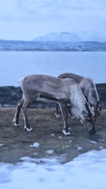 Tromsø: Sommarøy Islands, Kvaløya and Fjords Tour with lunch - An In-Depth Look at What This Tour Offers