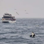 Tromsø: Whale Watching on hybrid boat with scenic bustrip - Why This Tour Stands Out