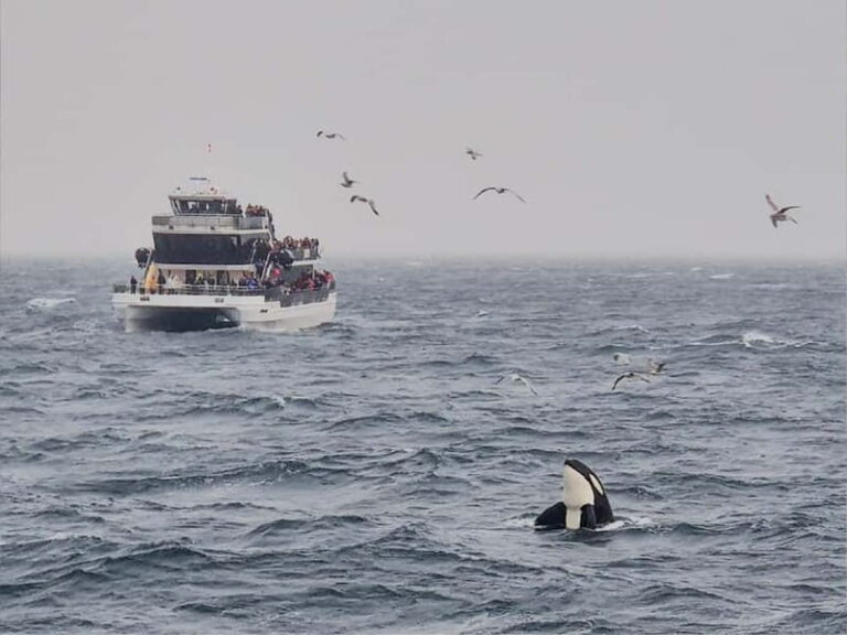 Tromsø: Whale Watching on hybrid boat with scenic bustrip - Why This Tour Stands Out