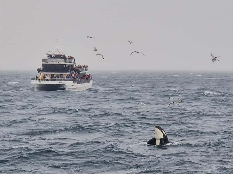 Tromsø: Whale Watching on hybrid boat with scenic bustrip - Why This Tour Stands Out