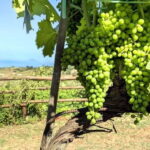 Tropea: Calabrian Cooking Class with Lunch - The Practicalities: What You Should Know