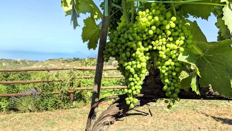 Tropea: Calabrian Cooking Class with Lunch - The Practicalities: What You Should Know