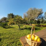 Tropea: Lemon Experience with Limoncello Making - The Itinerary: A Day in Lemon Paradise