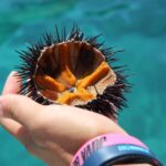 Tropea: Private Boat Rental with Skipper and Snacks - Snorkeling and Swimming Opportunities