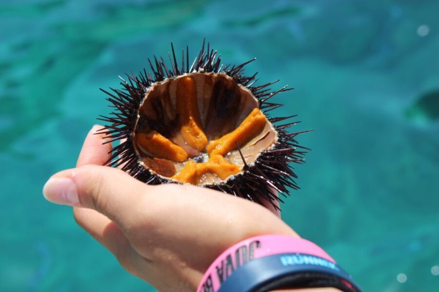 Tropea: Private Boat Rental with Skipper and Snacks - Snorkeling and Swimming Opportunities