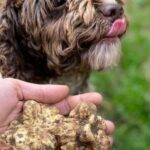 Truffle Experience - What’s Included & What’s Not?