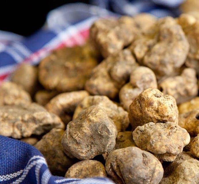 Truffle experience from Naples and Salerno - Exploring the Truffle Experience in Campania