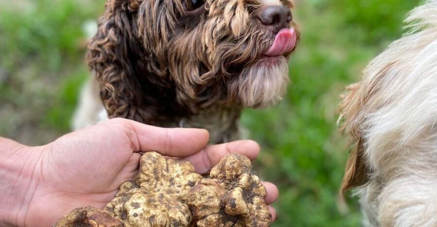 Truffle Experience - What’s Included & What’s Not?