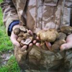 Truffle hunting - The Itinerary: From Education to Excitement