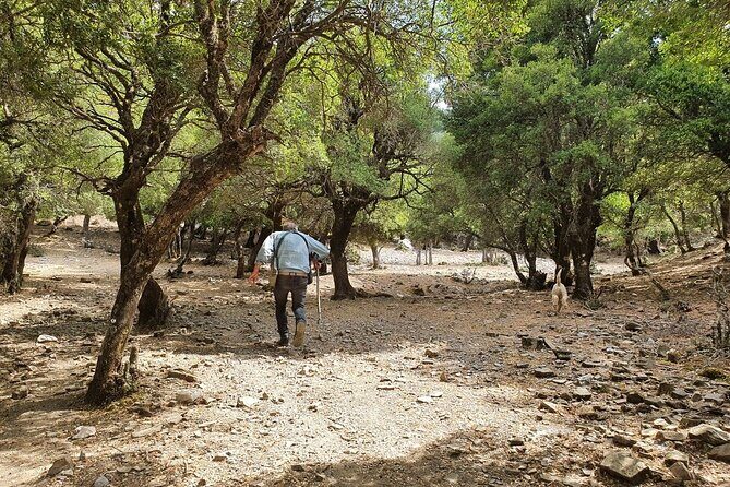 Truffle Hunting, Culinary & Wine Celebration from Heraklion - What’s the Real Value?