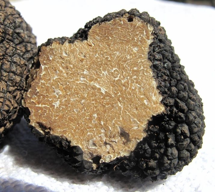 Truffle hunting in Istria private experience - An Introduction to Istria’s Truffle Adventure