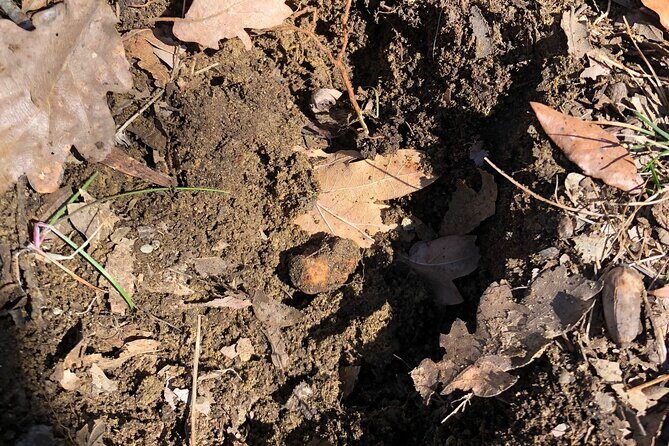 Truffle Hunting & Tasting in San Miniato Tuscany with Dogs - Final Thoughts