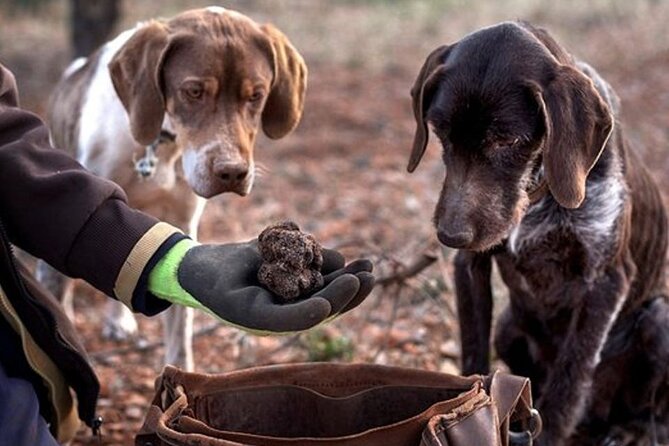 Truffle hunting tour from Rijeka - A Closer Look at the Truffle Hunting Tour from Rijeka