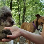 Truffle Hunting Tour, Serbia - What to Expect: An In-Depth Look at the Tour