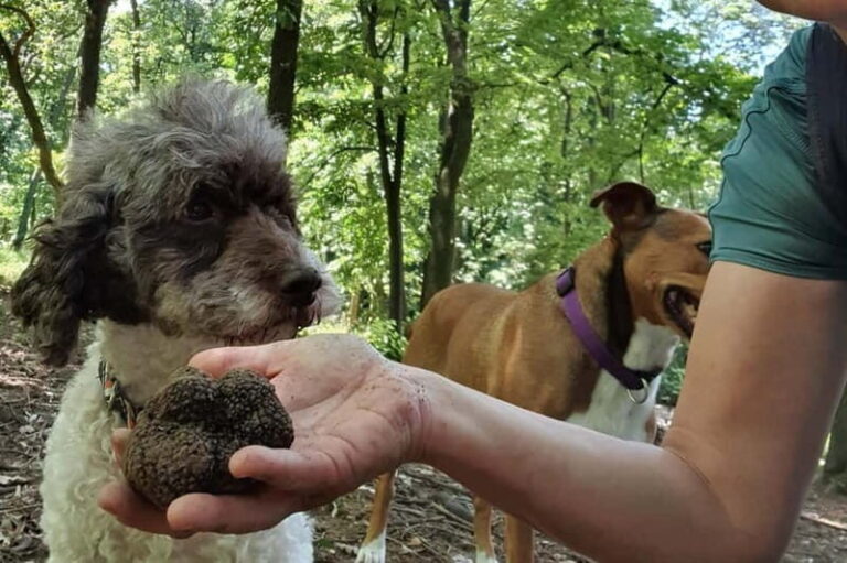 Truffle Hunting Tour, Serbia - What to Expect: An In-Depth Look at the Tour