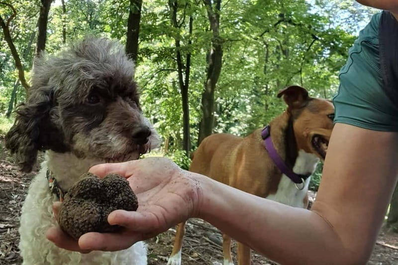 Truffle Hunting Tour, Serbia - What to Expect: An In-Depth Look at the Tour