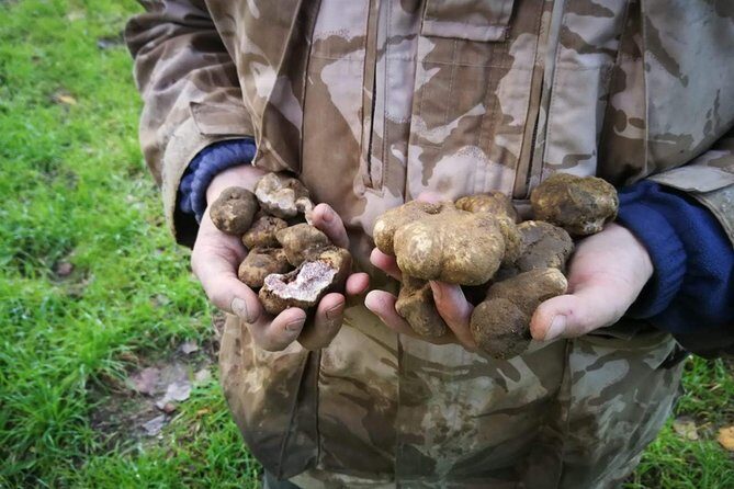 Truffle hunting - The Itinerary: From Education to Excitement