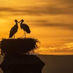 Trujillo :Sunset guided visit "The Sunset Collector". - Exploring the Sunset Tour in Trujillo: What to Expect