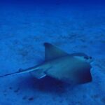 Try Dive in Abades Bay with a private instructor - Exploring Abades Bay: A Hidden Gem for Water Lovers