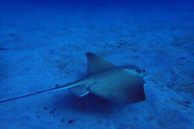 Try Dive in Abades Bay with a private instructor - Exploring Abades Bay: A Hidden Gem for Water Lovers
