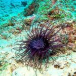 Try Scuba Diving in Split - Why This Tour Is a Great Value