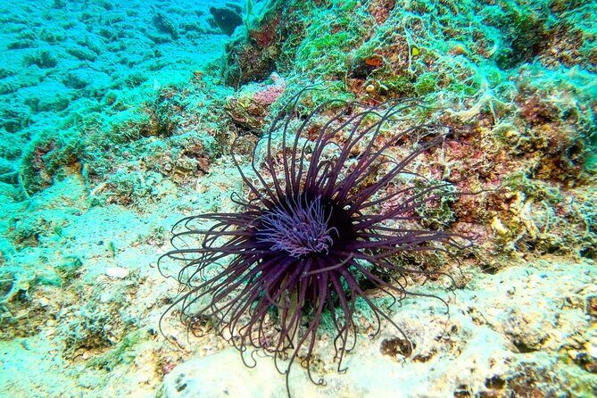 Try Scuba Diving in Split - Why This Tour Is a Great Value