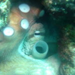 Tucepi: Snorkeling Boat Tour at the Makarska Riviera - Comprehensive Breakdown of the Tour
