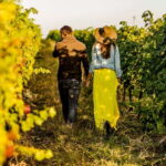 Turin: Langhe Wine Tour with Private Transfers and Lunch - What’s Included and What to Expect