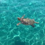 Turtle Spotting Cruise in Zakynthos - Who Should Consider This Tour?
