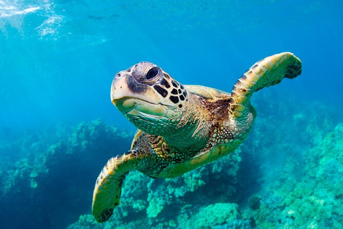 Turtle Spotting Cruise in Zakynthos on a Glass-Bottom Vessel - Exploring the Zakynthos Turtle Spotting Cruise