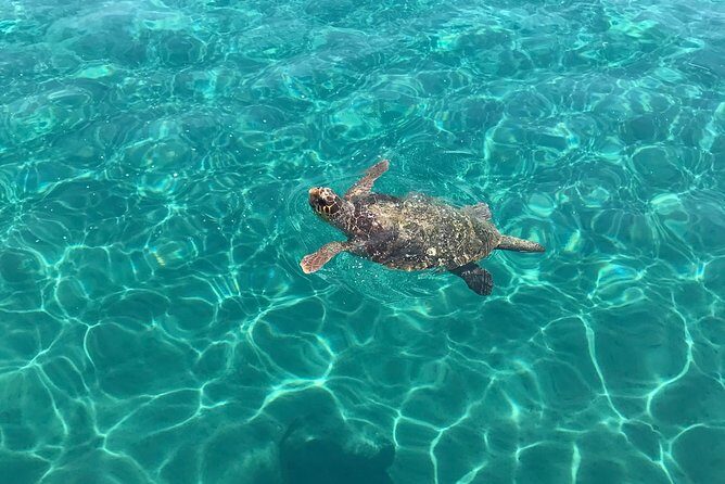 Turtle Spotting Cruise in Zakynthos - Who Should Consider This Tour?