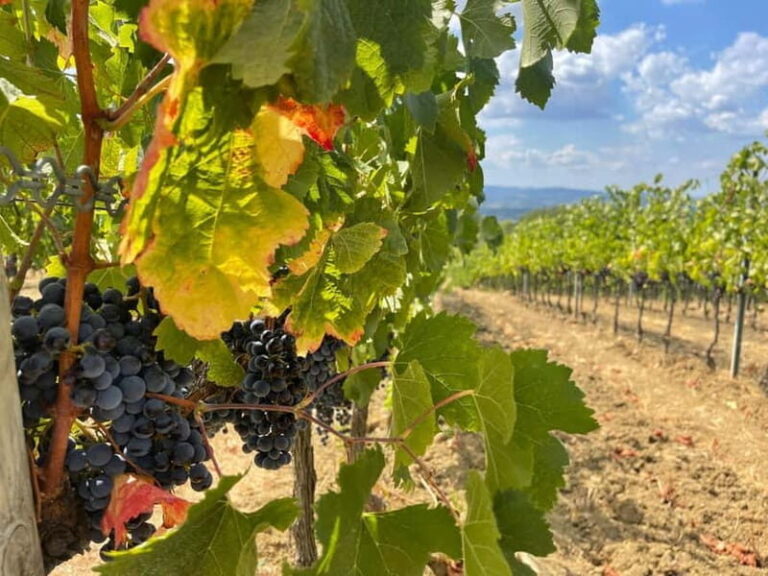 Tuscany Wine Tour : 2 Wineries & San Gimignano from Florence - Transportation, Timing, and Group Size