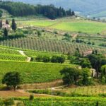 Two days of Tuscany discovering the Nobile, Brunello, Chianti area - Who Will Appreciate This Tour?
