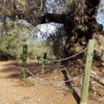 Ulldecona: Guided Tour of the Millenary Olive Trees of Arión - The Value of the Experience