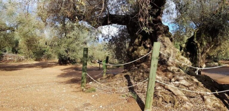 Ulldecona: Guided Tour of the Millenary Olive Trees of Arión - The Value of the Experience