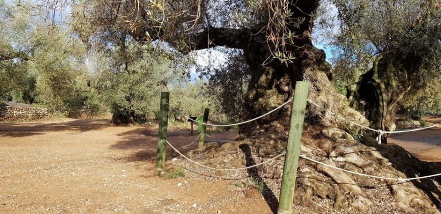 Ulldecona: Guided Tour of the Millenary Olive Trees of Arión - The Value of the Experience
