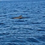 Umag: Snorkeling & dolphinwatching morning boat tour - Detailed Breakdown of the Itinerary