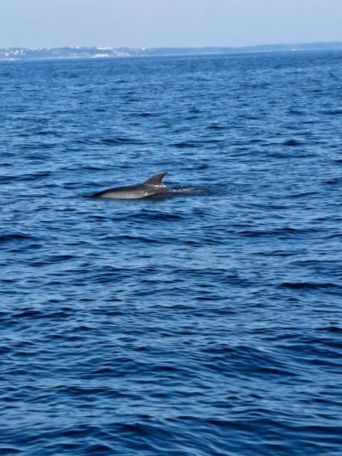 Umag: Snorkeling & dolphinwatching morning boat tour - Detailed Breakdown of the Itinerary