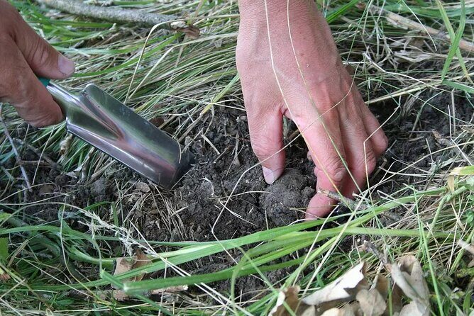 Umbria Truffle Hunting Experience with Brunch - Authentic Experiences and Customer Feedback